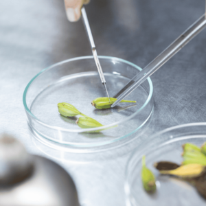 Ayana Bio and Brevel Win BIRD Grant to Test Light-Enhanced Plant Cell ...