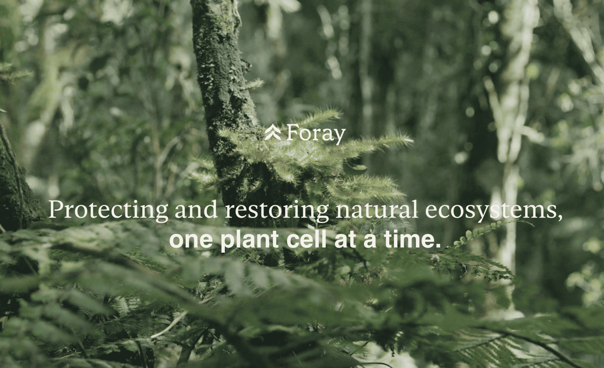 Foray Bioscience Raises $3M to Restore Forests With Plant Cell Culture Tech - Cultivated X