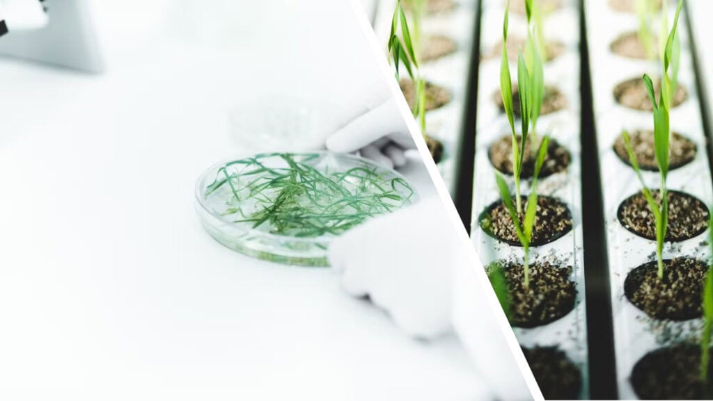 €5 Million in Funding to Help ORF Genetics Scale Up Cultivated Meat ...