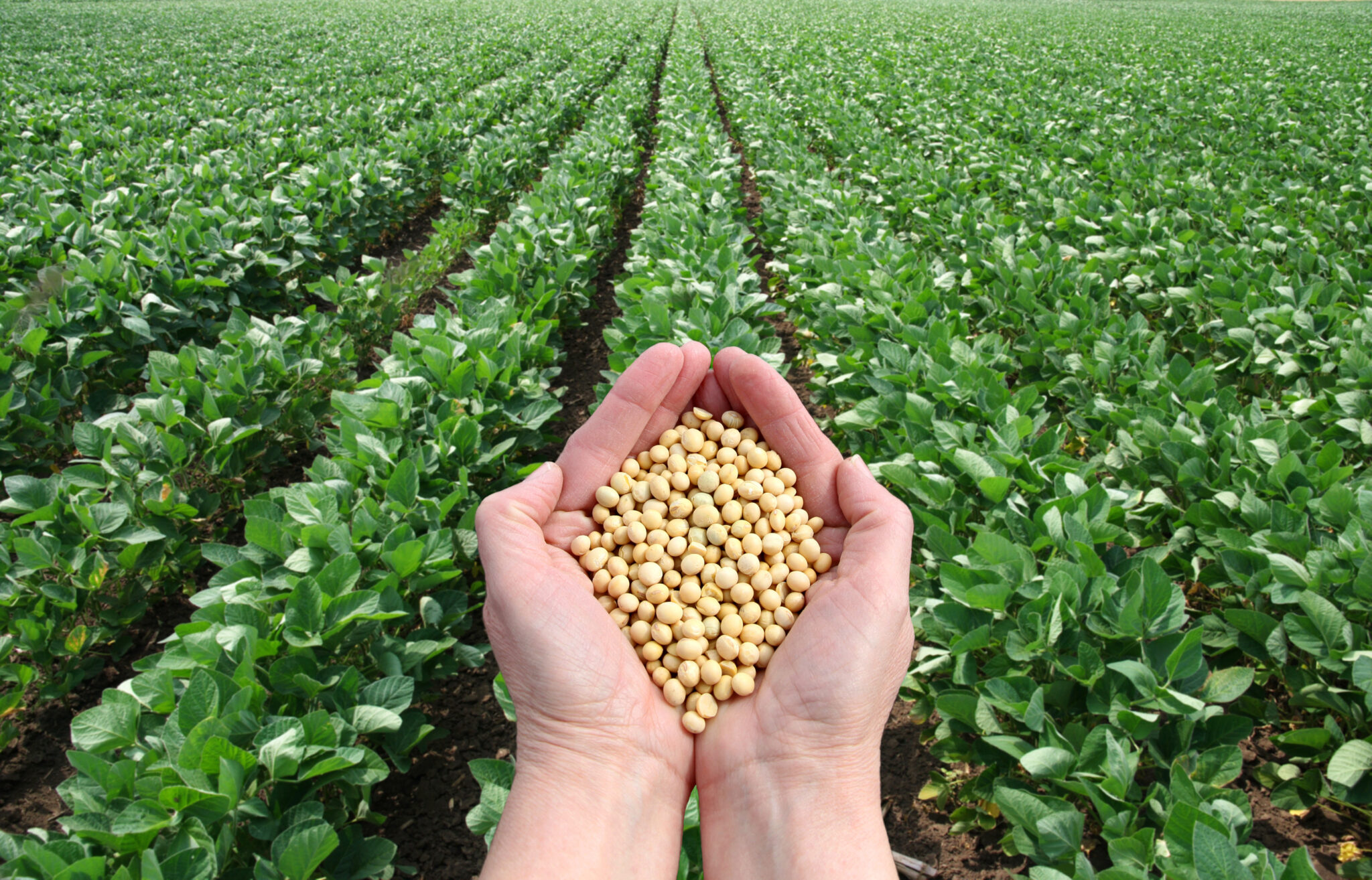 Study: Specially Bred Soybean Varieties Could Reduce Undesirable ...