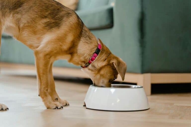 Calysta’s Protein for Pet Food, Made with Microbes, Carbon, and ...