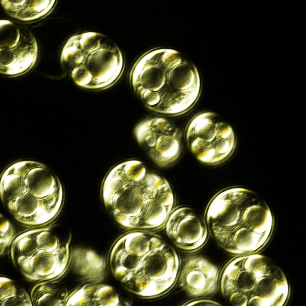 Algae Cooking Club: Omega-9 Packed Microalgae Oil with Superior ...