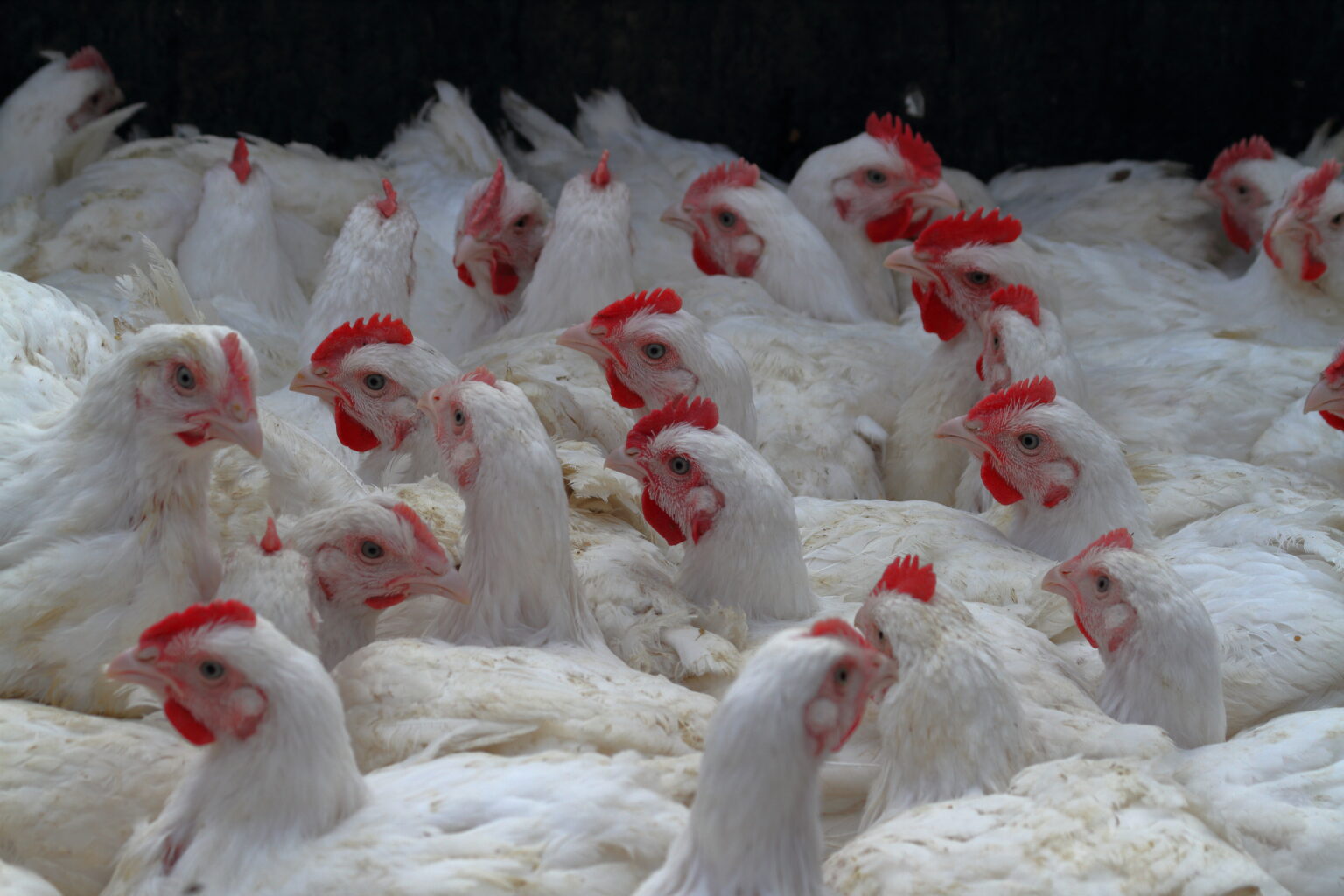 Global Organizations Push to End Factory Farming and Present Roadmap ...