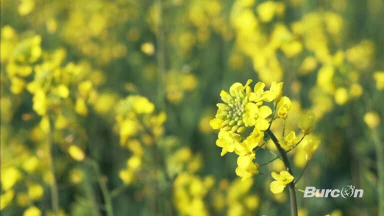 Puratos and Burcon Team Up to Develop Canola Protein Solutions for ...