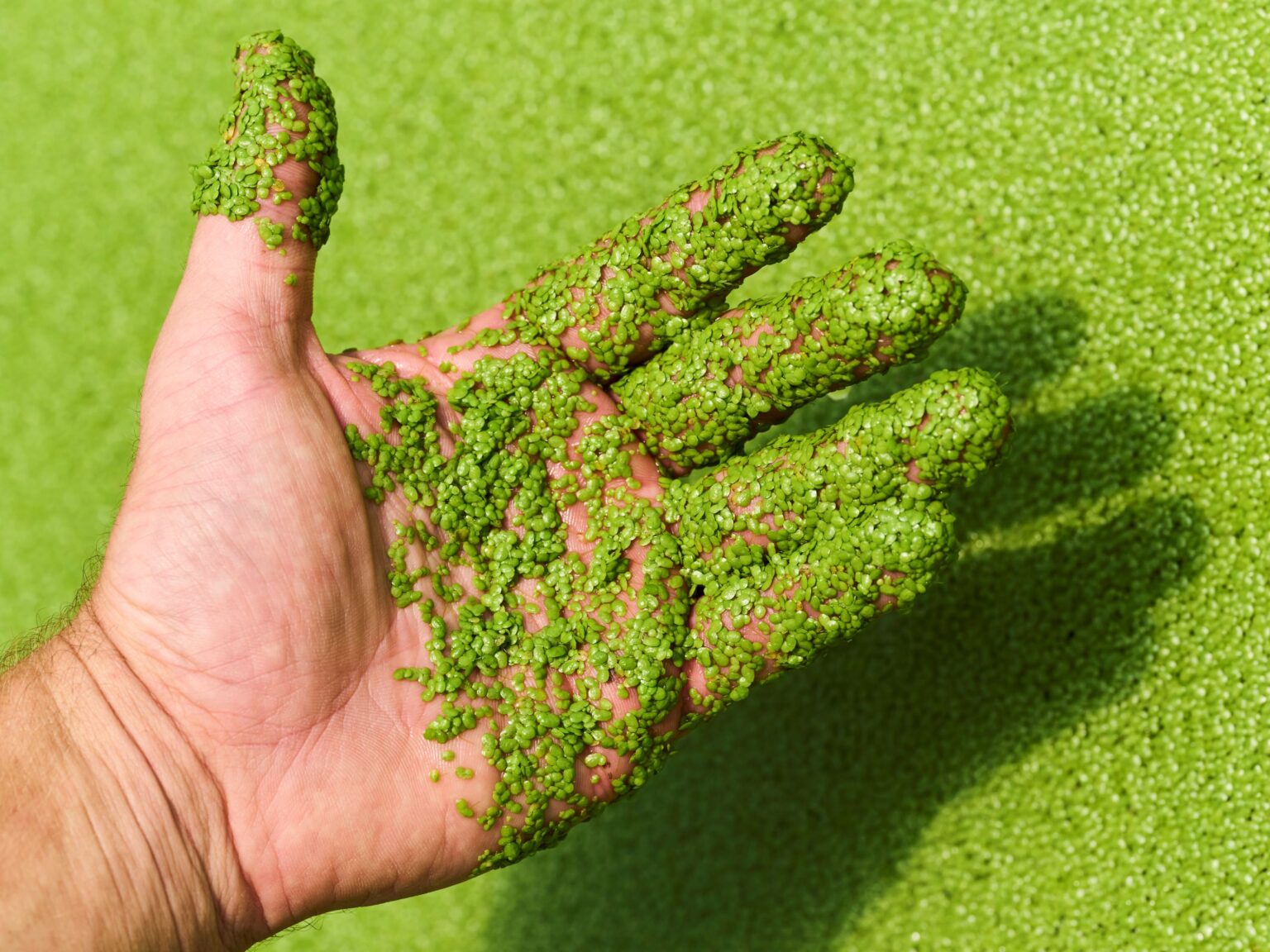 ICL Increases Investment in Plantible Foods, Strengthening Partnership ...