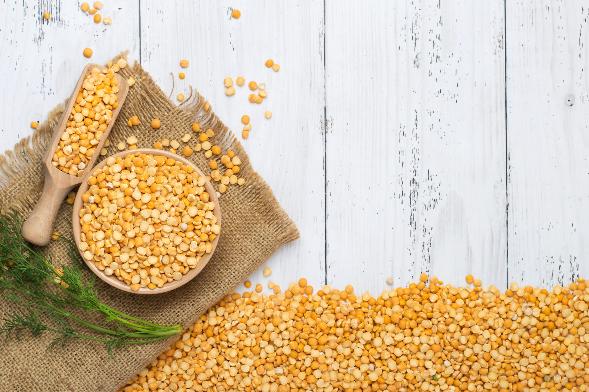 Arvesta Launches Benelux’s First Plant-Based Protein Facility, Boosting ...