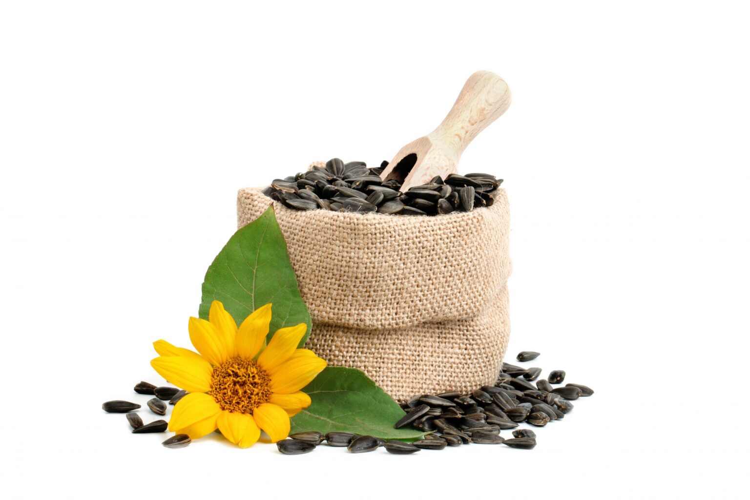 Burcon Unveils High-Purity Sunflower Protein Targeting Weight ...