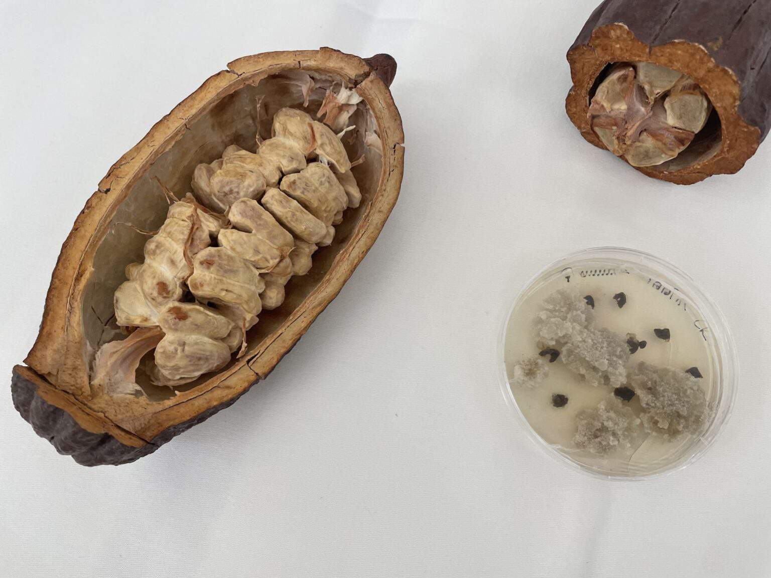 Foodtech VC Investment Fell Sharply in Q1 2025, But Alt Proteins ...