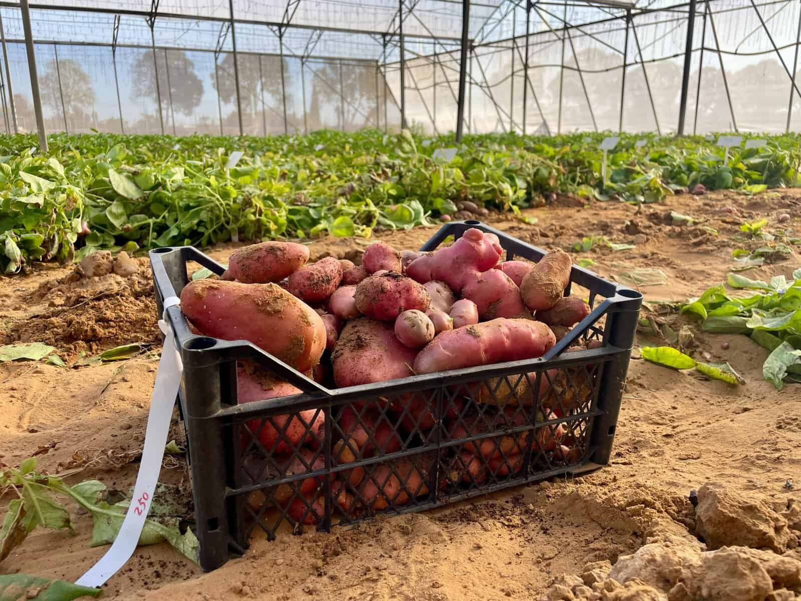 PoLoPo Develops Pilot Plant for Converting Bioengineered Potatoes into ...