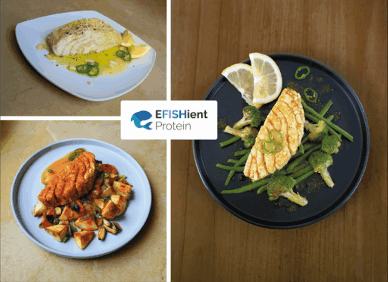 EFISHient Protein Develops Plant-Based Grouper Fillet Prototype Ahead ...