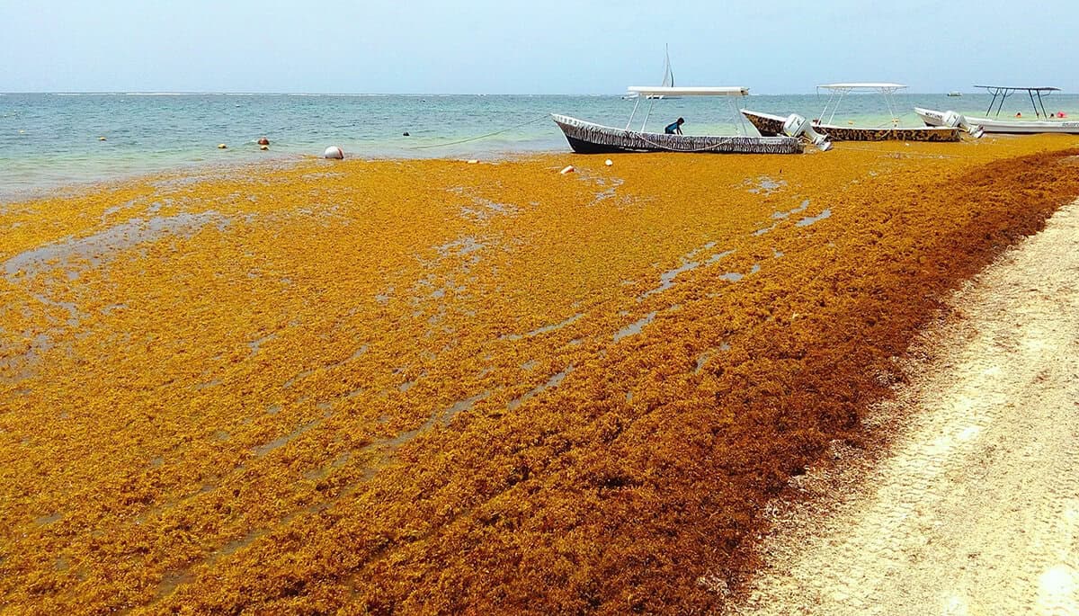 Origin by Ocean and CABB Group Partner to Convert Invasive Sargassum ...