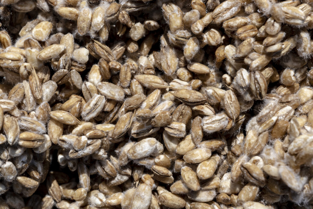 Danish Food Company Nocla Shifts Focus to Fermented Ingredients and ...