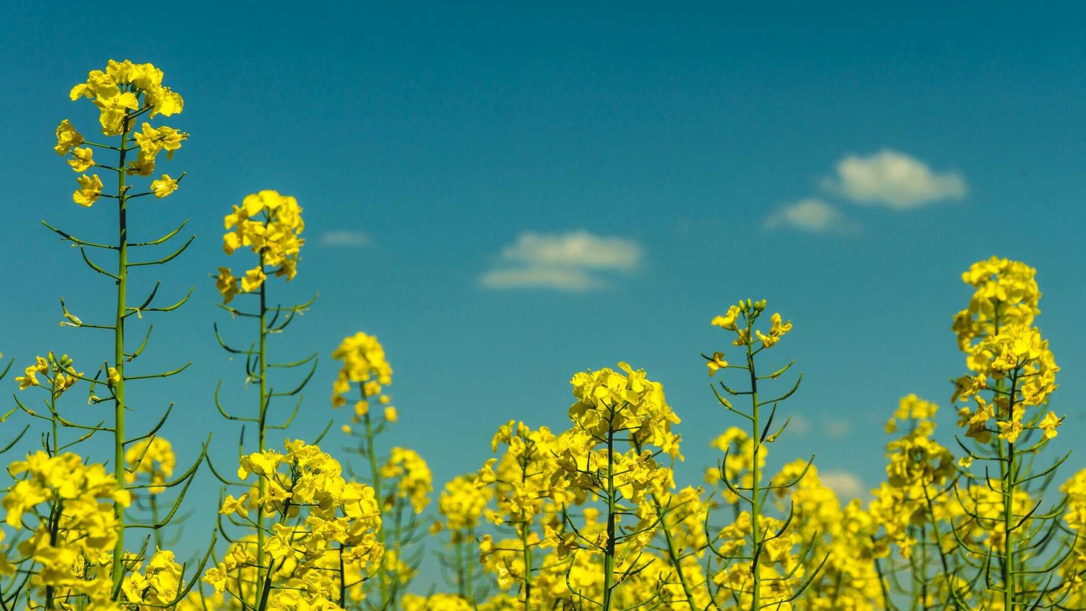 Burcon Announces First Sales of High-Purity Canola Protein ...