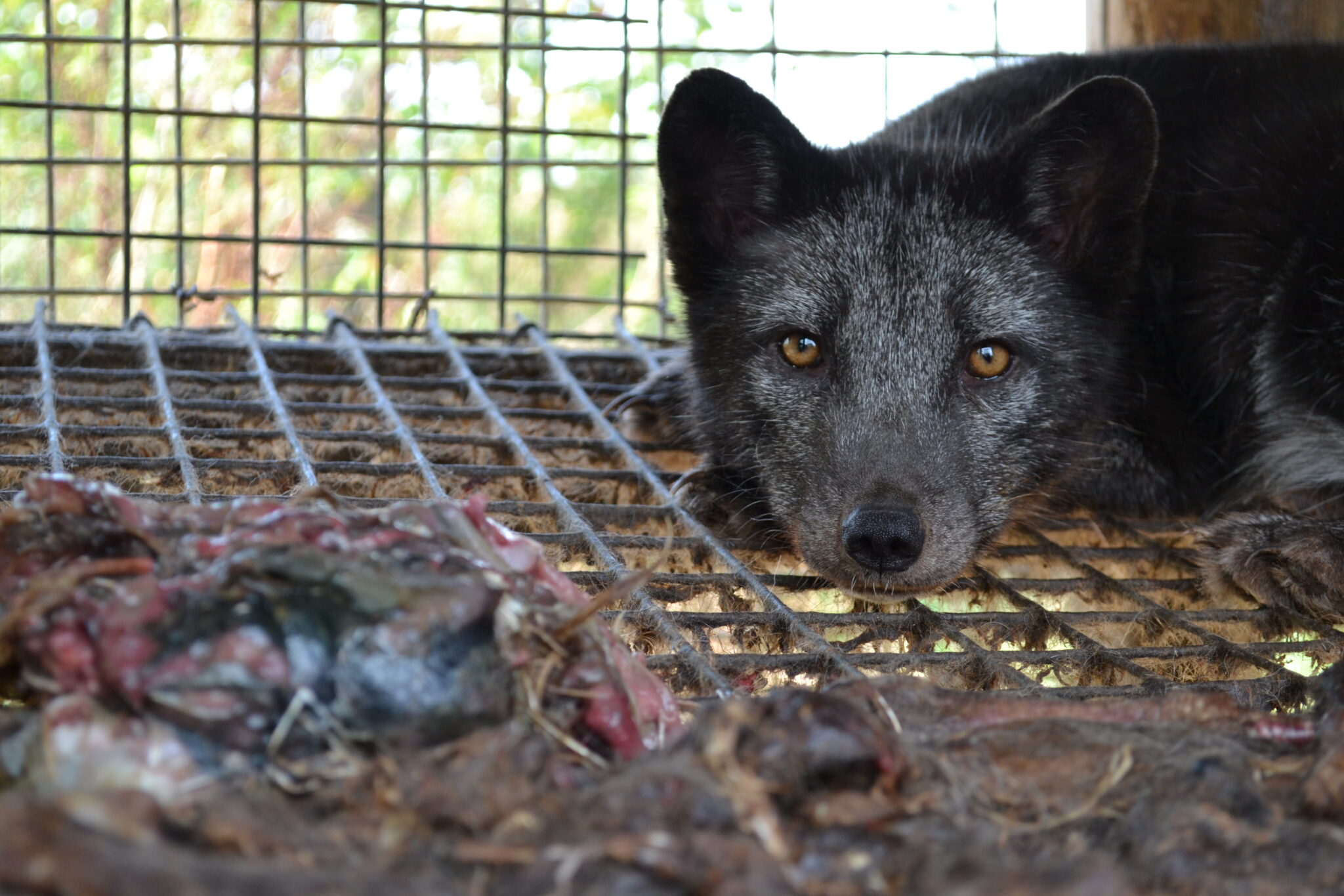 Poland Enacts National Ban on Fur Farming, Operations to Cease by 2033 ...