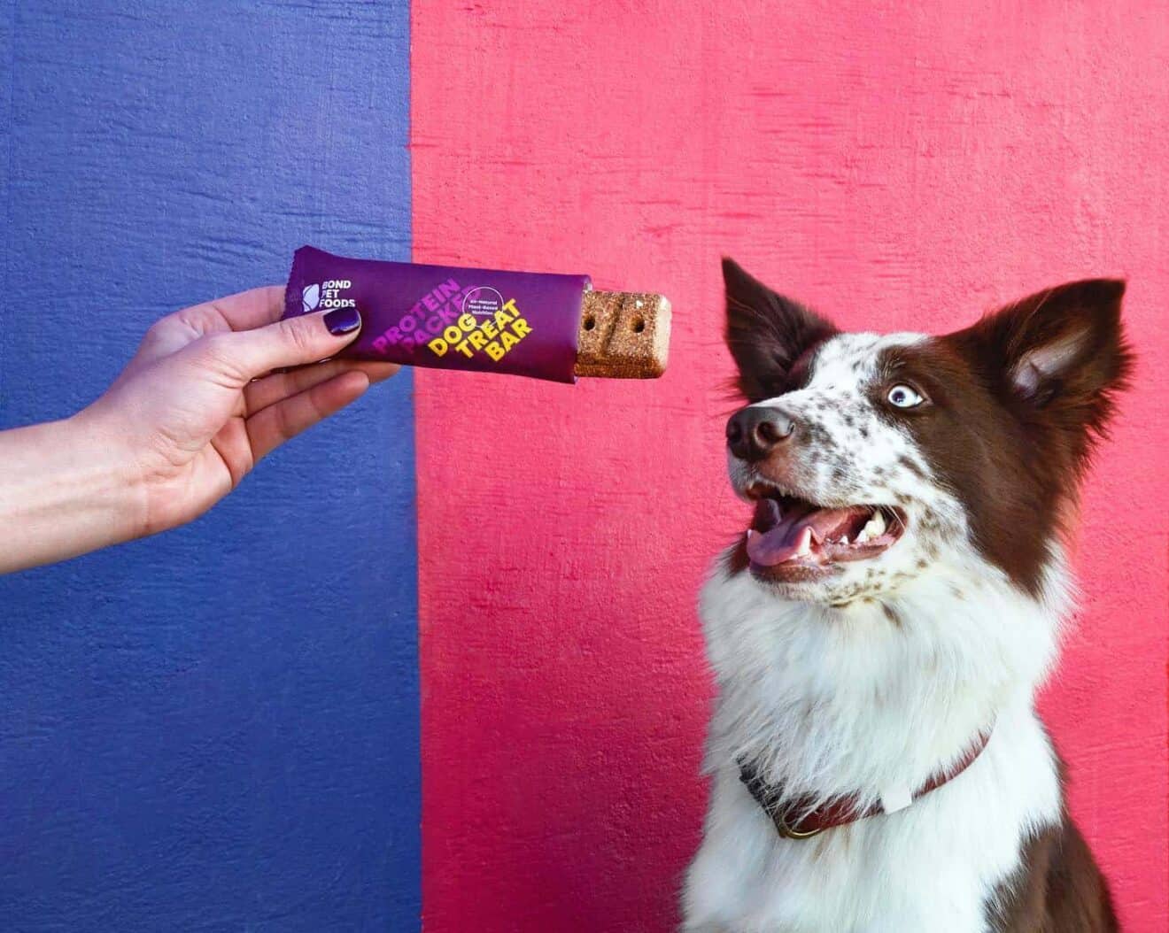 FDA Clears Precision Fermentation Lamb Protein for Dog Food in First ...