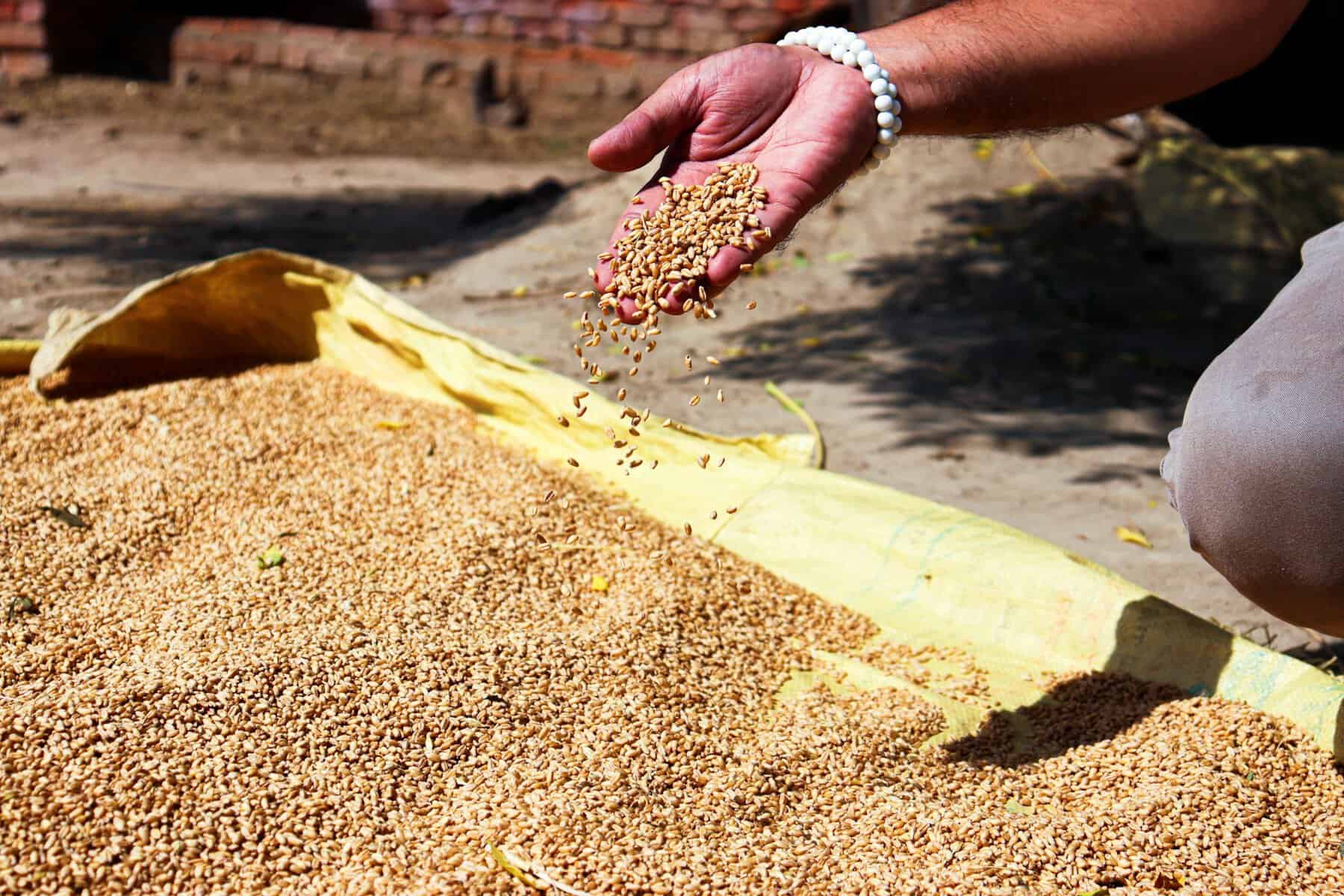 India: Latest Plant-based and Cellular Agriculture Market News from ...