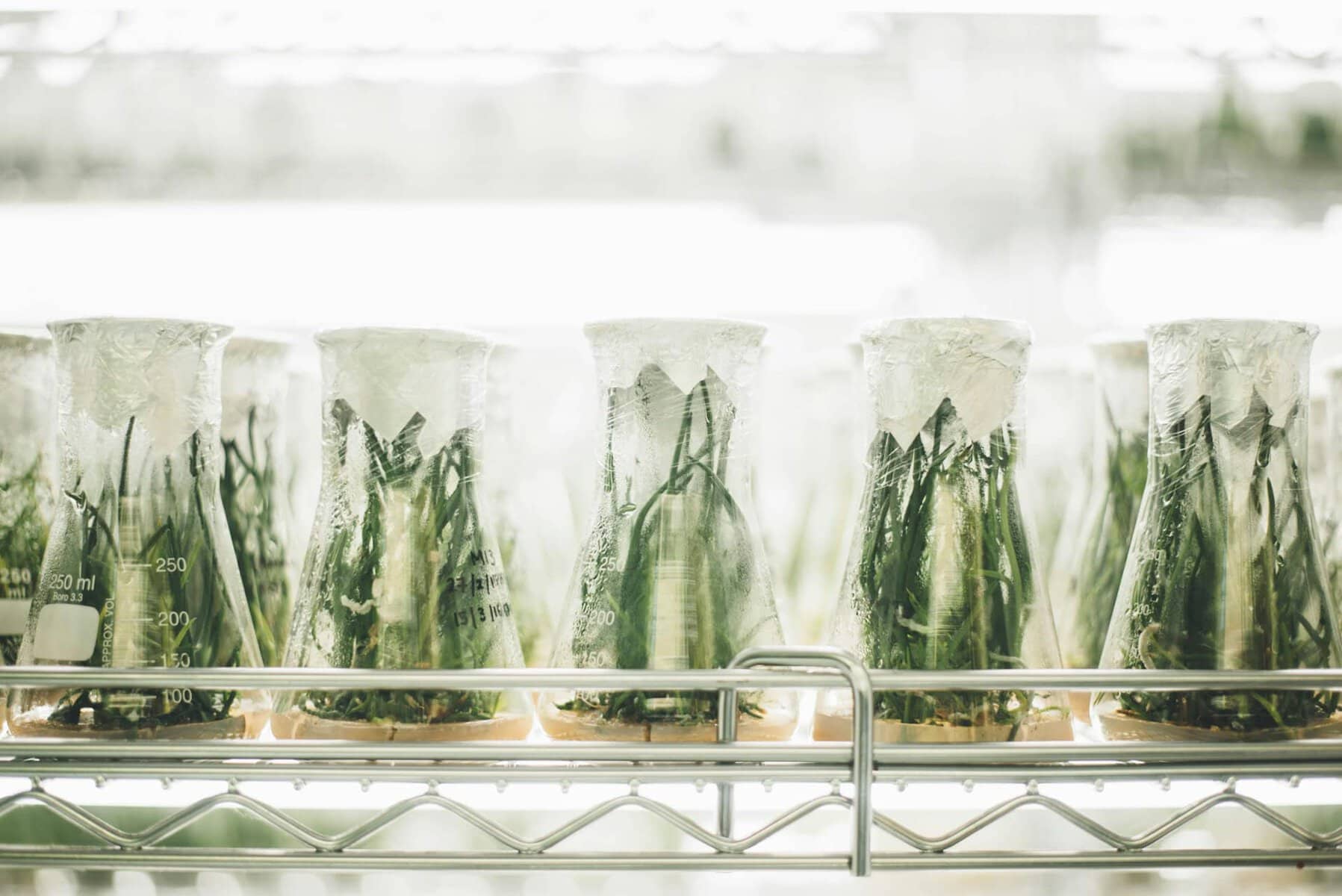R&D: Latest News 2026 - vegconomist: the vegan business magazine